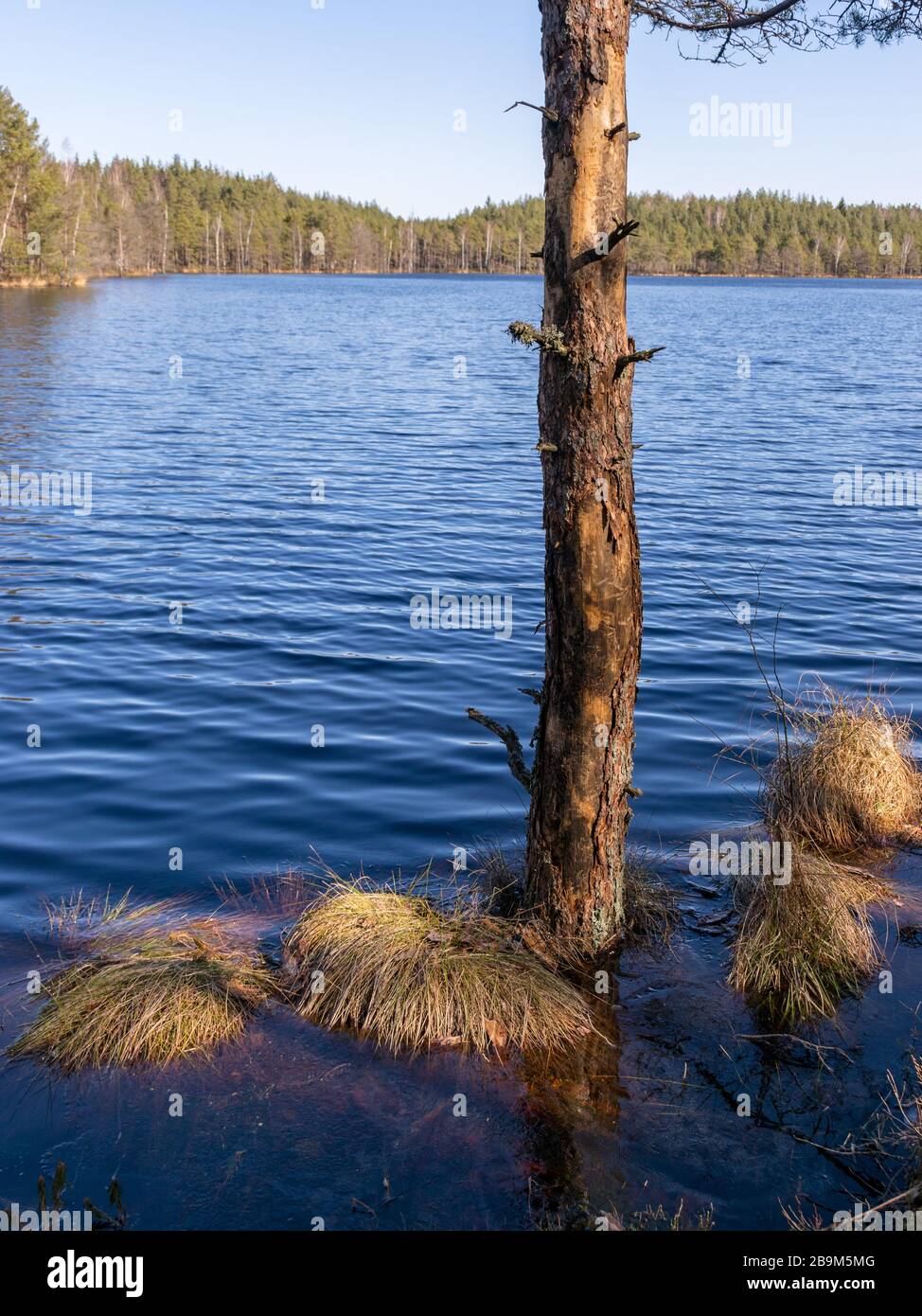 bog lake landscape, bog grass texture in the foreground, sunny spring ...
