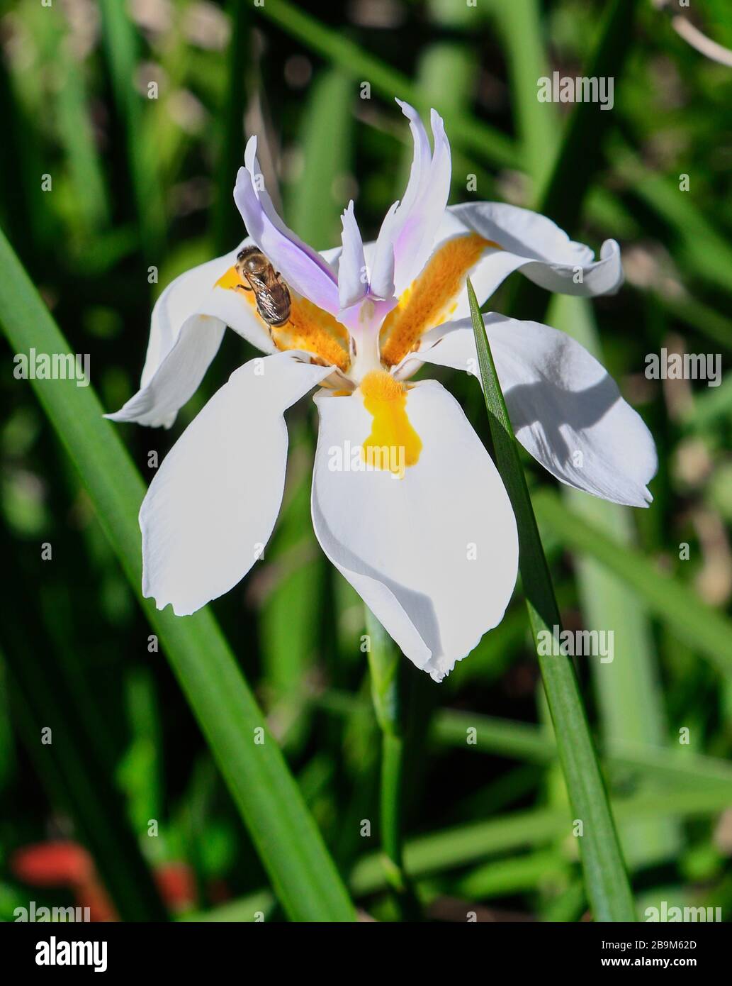 Yellow Peacock High Resolution Stock Photography and Images - Alamy