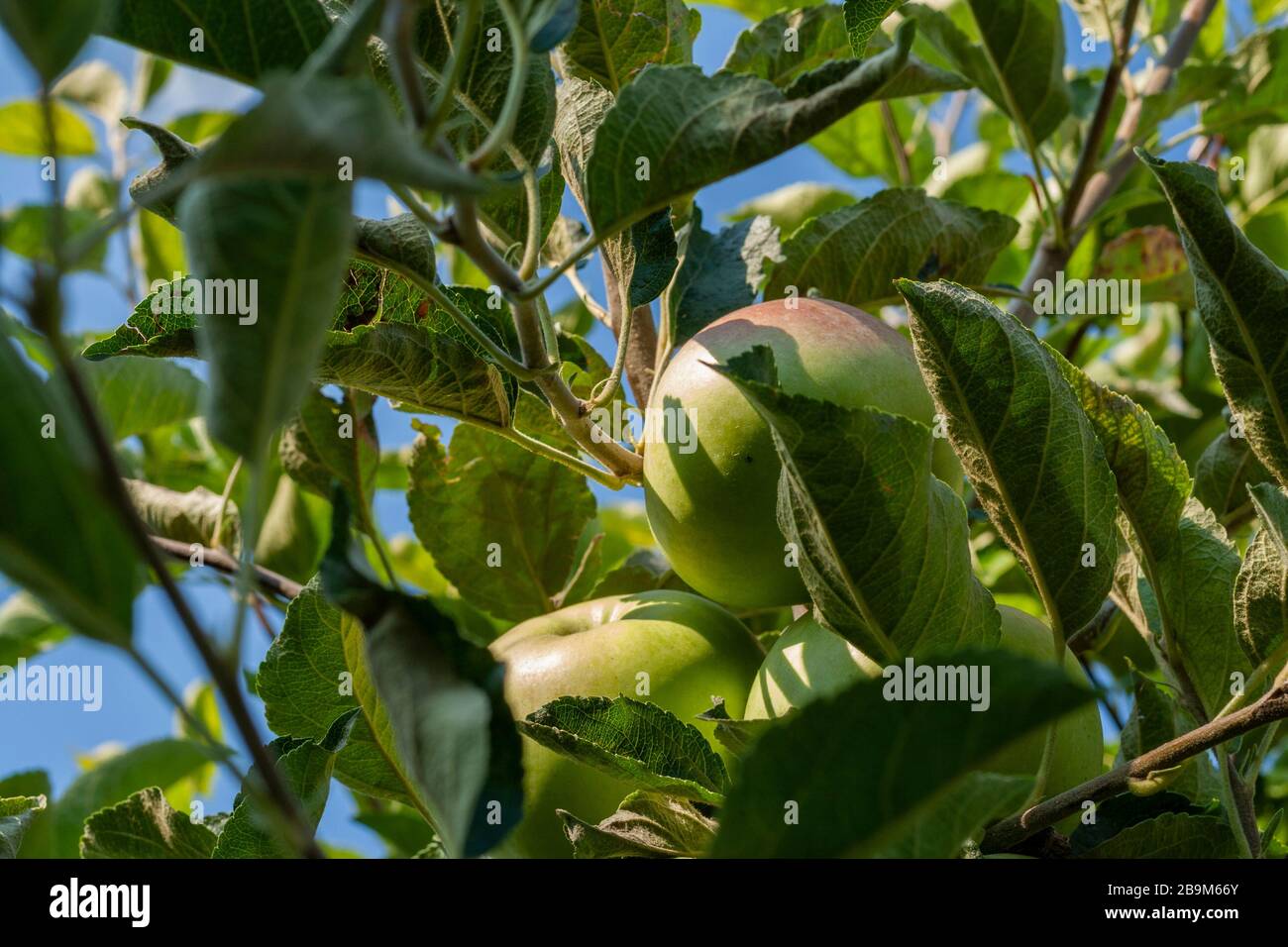 Ripe fresh apples grow on the branches. Apple garden Stock Photo - Alamy