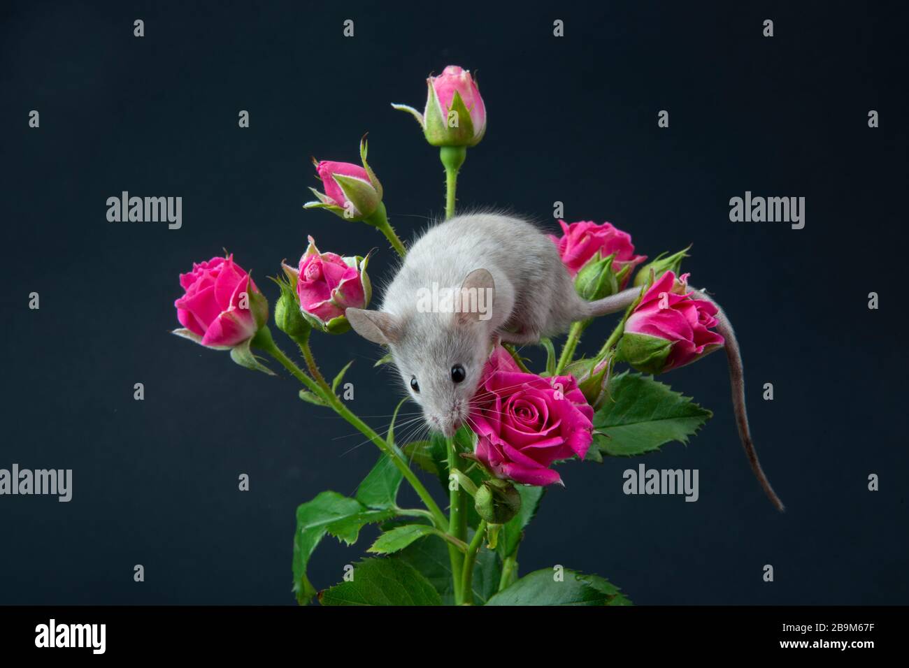 Black and white mouse animal hi-res stock photography and images - Alamy