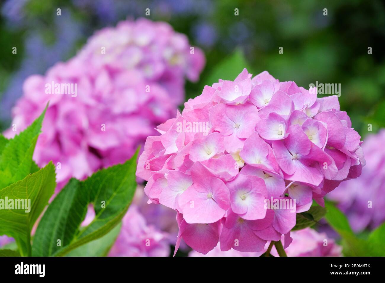 Hydrangea macrophylla 'Schone Bautznerin' 'Hydrangea macrophylla 'Red ...