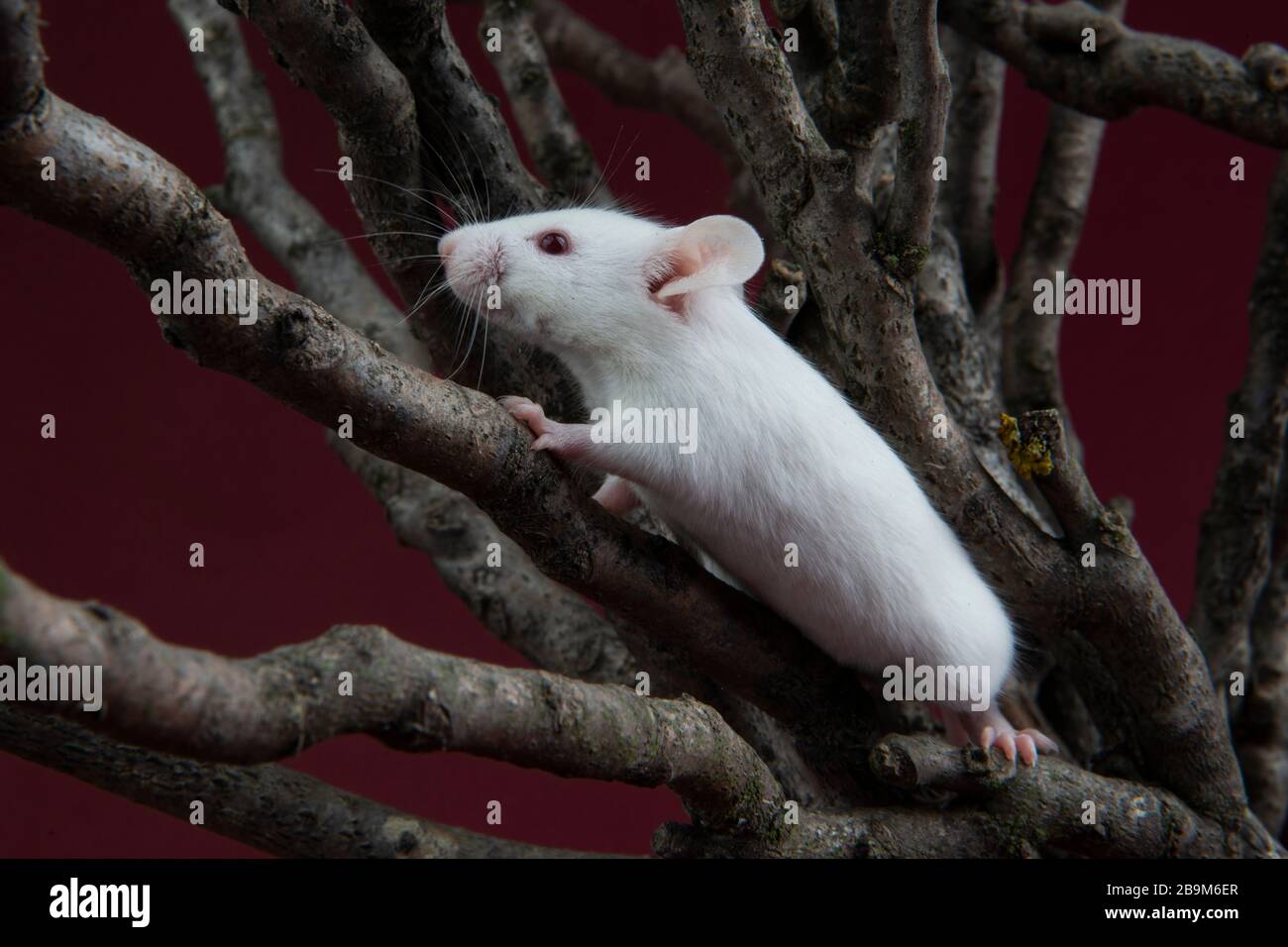 Mammal rat wood hi-res stock photography and images - Alamy