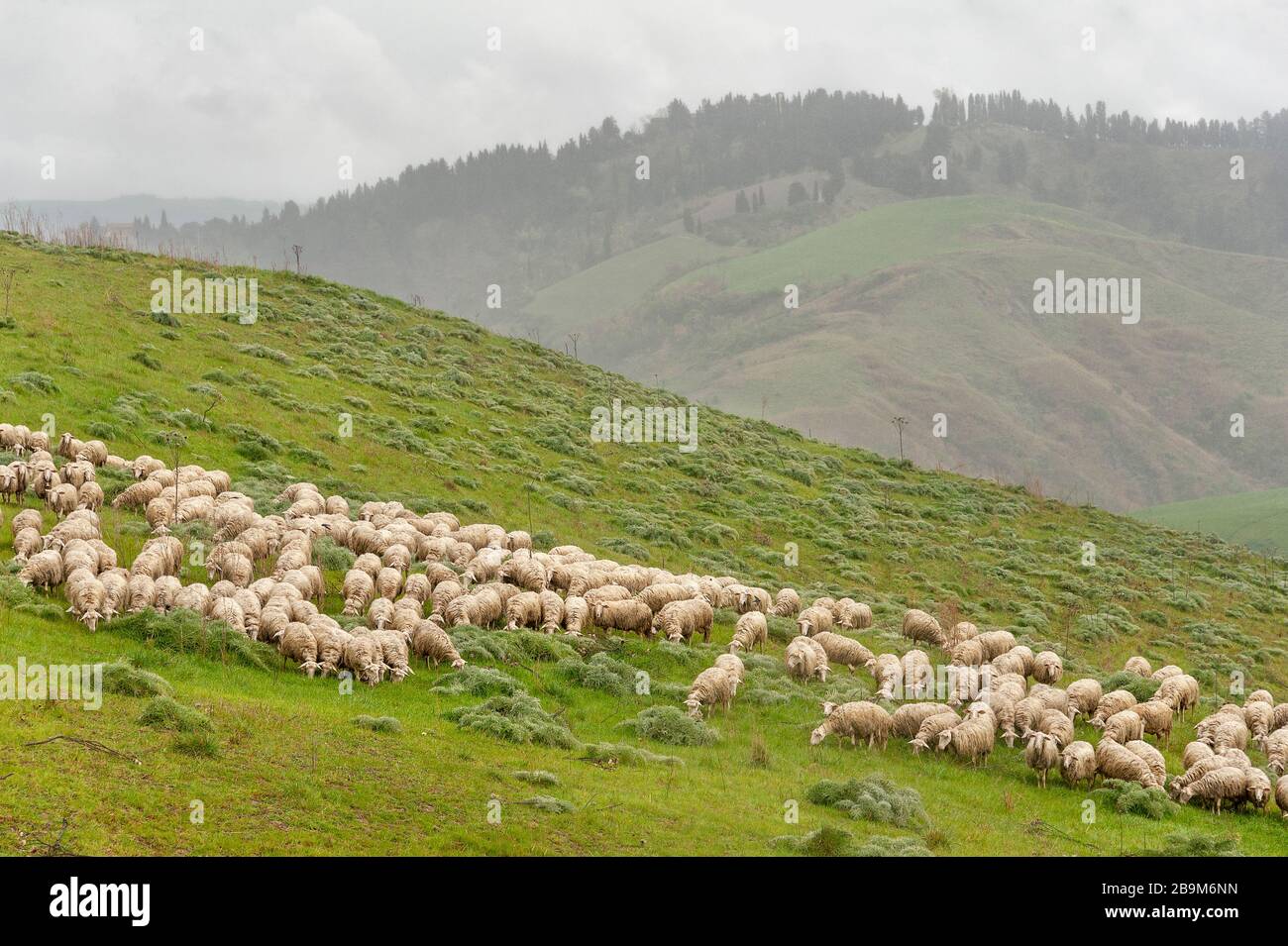 Sheep at Tuscany Stock Photo - Alamy
