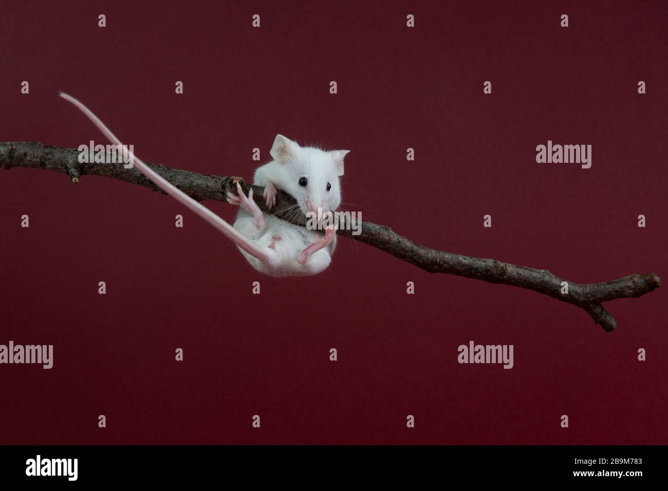 studio, mouse, rodent, animal, mammal, cute, white, isolated, rat, tail ...