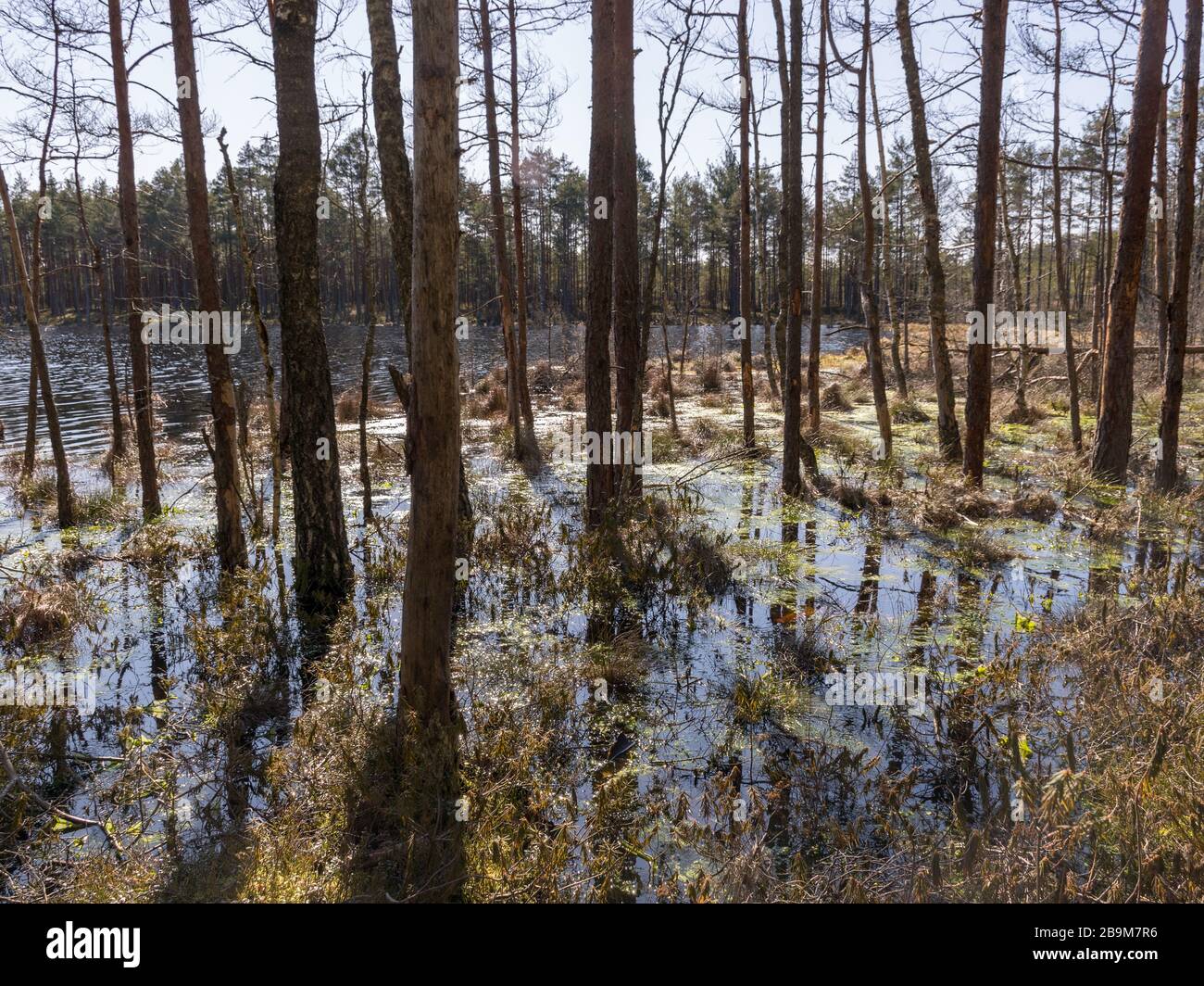 bog landscape with tree trunks in water, flooded lake in spring Stock ...