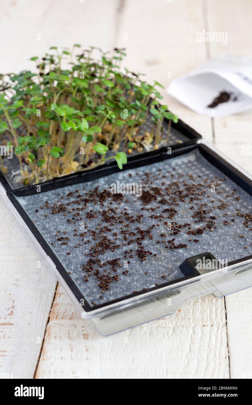 Growing microgreens from seeds Stock Photo - Alamy