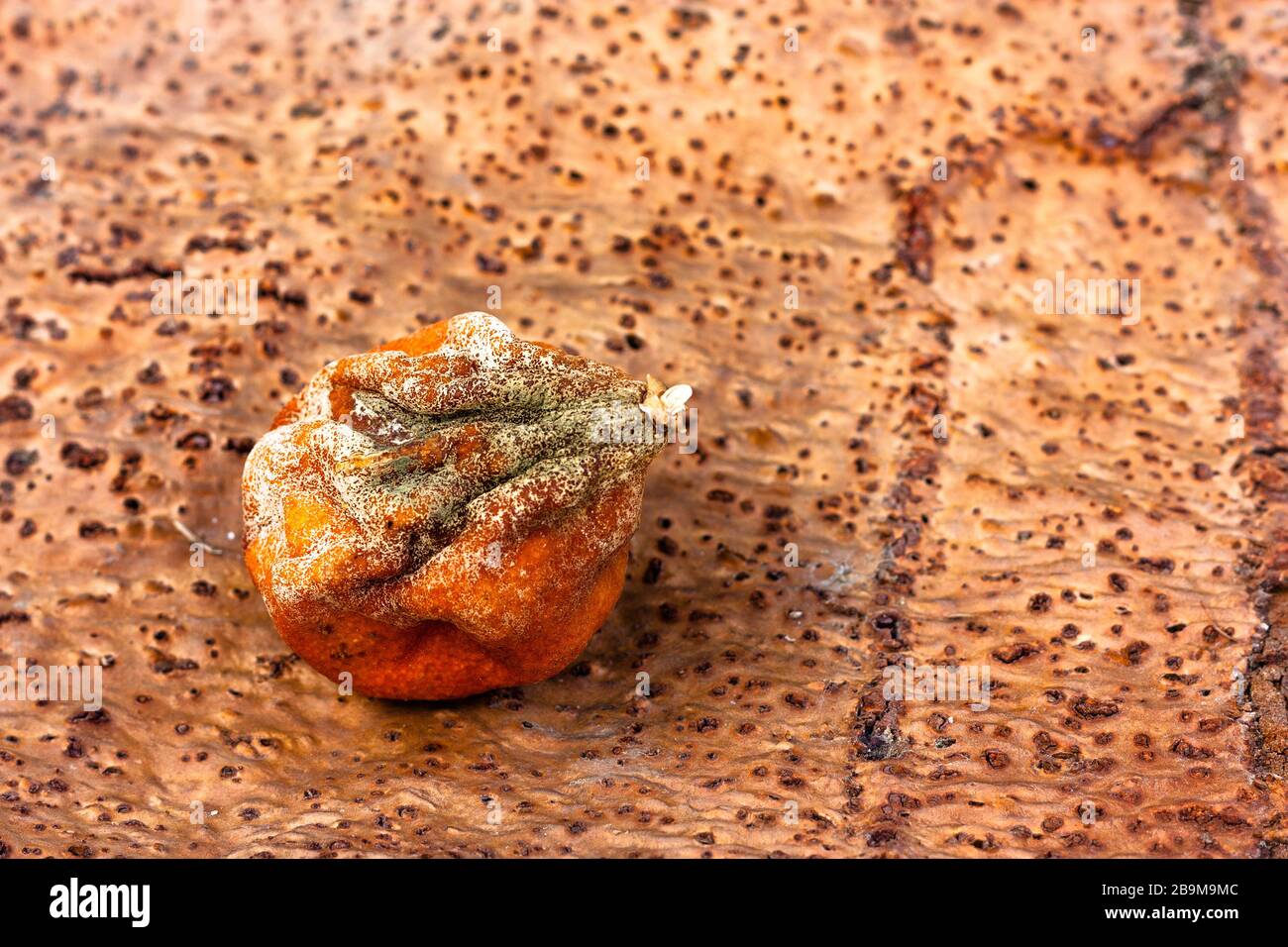 Moldy dry orange on cork texture background. Warm wooden colors Stock ...