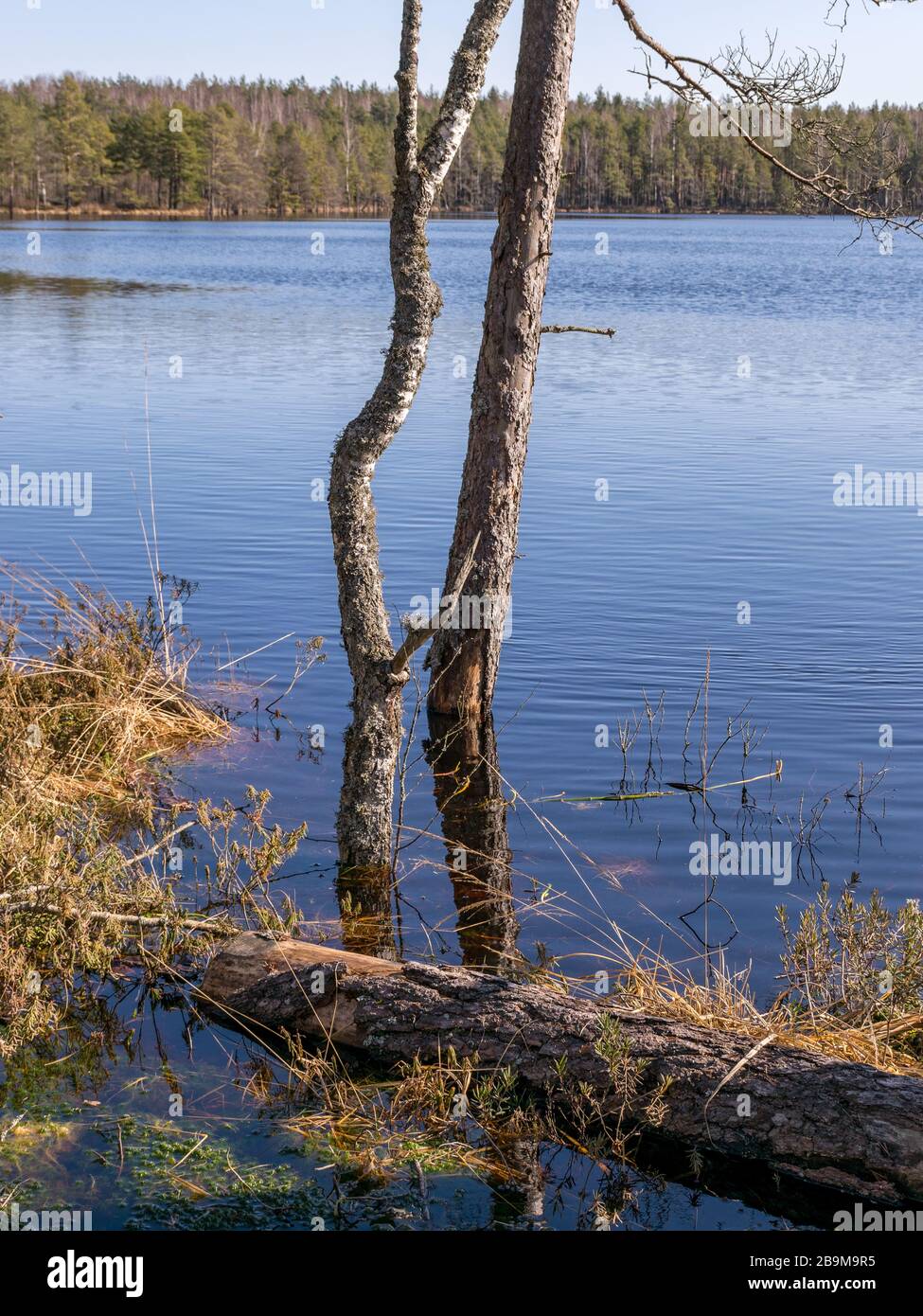 bog landscape with tree trunks in water, flooded lake in spring Stock ...