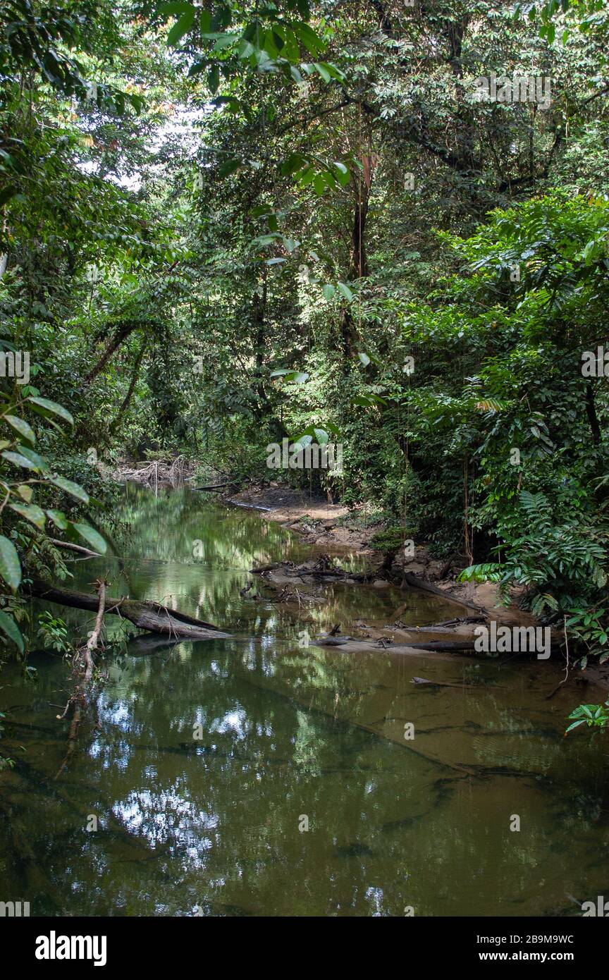 Small stream with murky water in the rainforest Mulu of Sarawak, Island ...