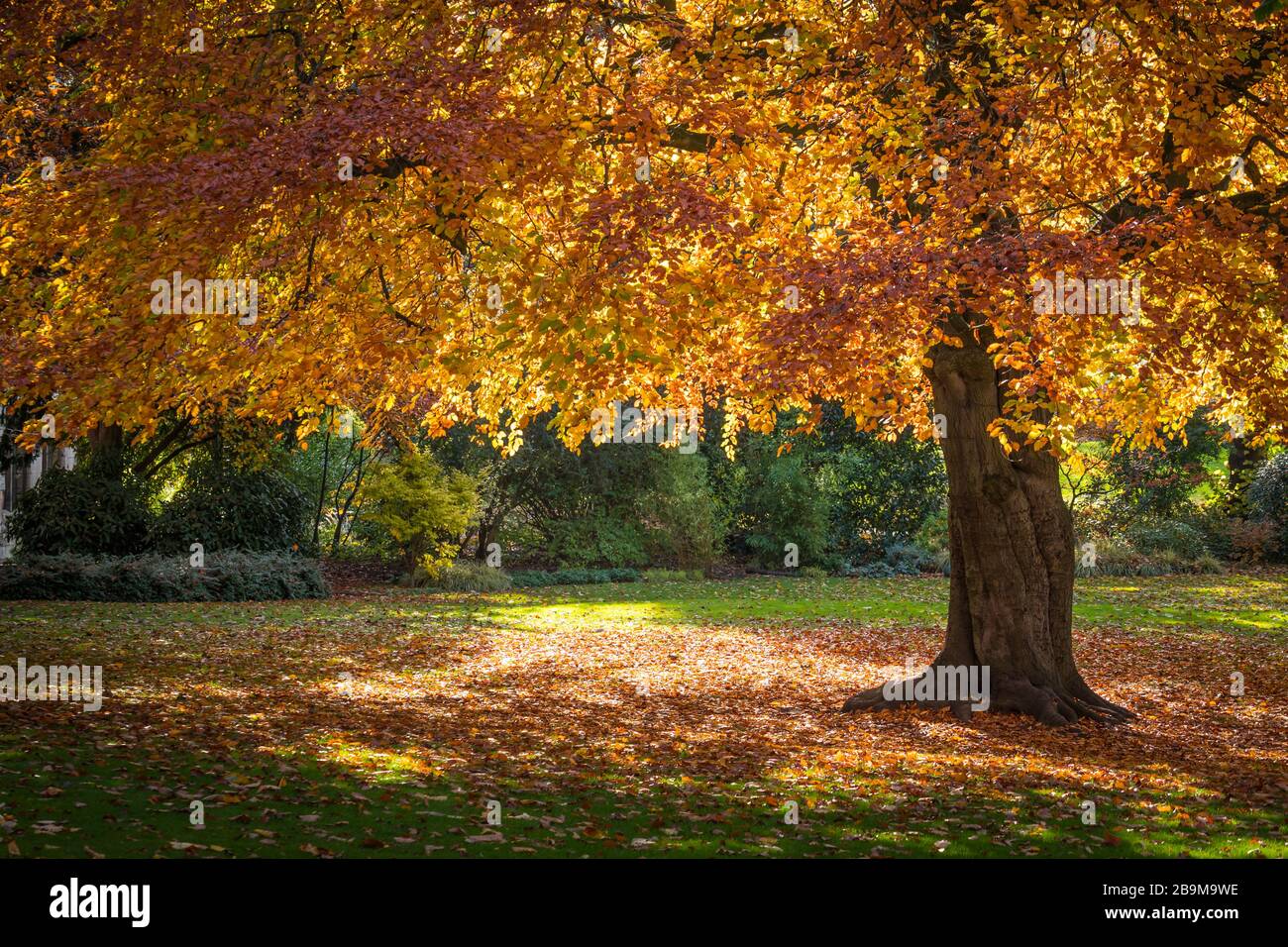 Golden leaves on ground hi-res stock photography and images - Alamy