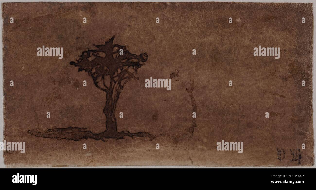 TREES Victor Hugo (1802-1885). "Arbres". Plume et lavis d'encre brune ...