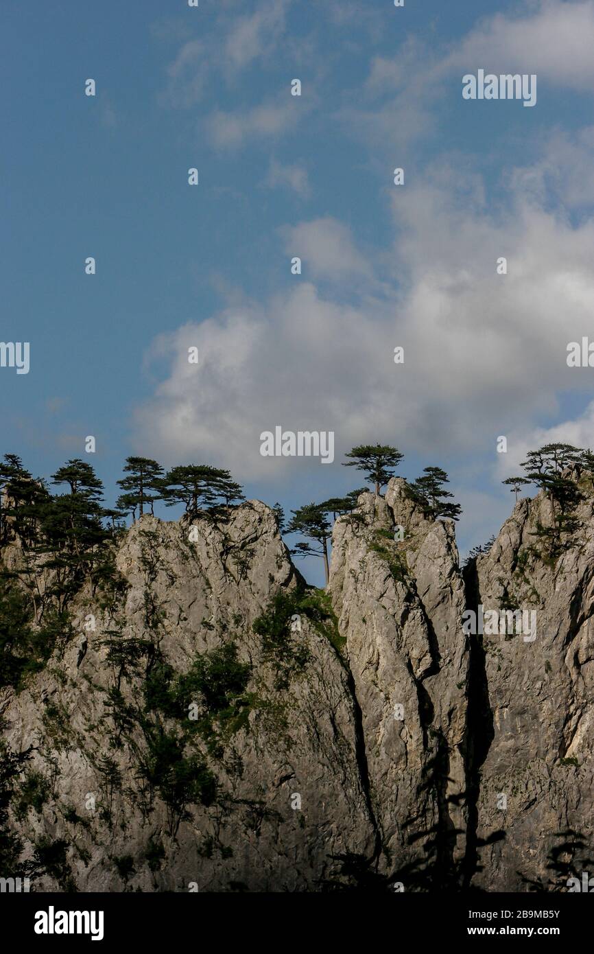 Perucica forest hi-res stock photography and images - Alamy