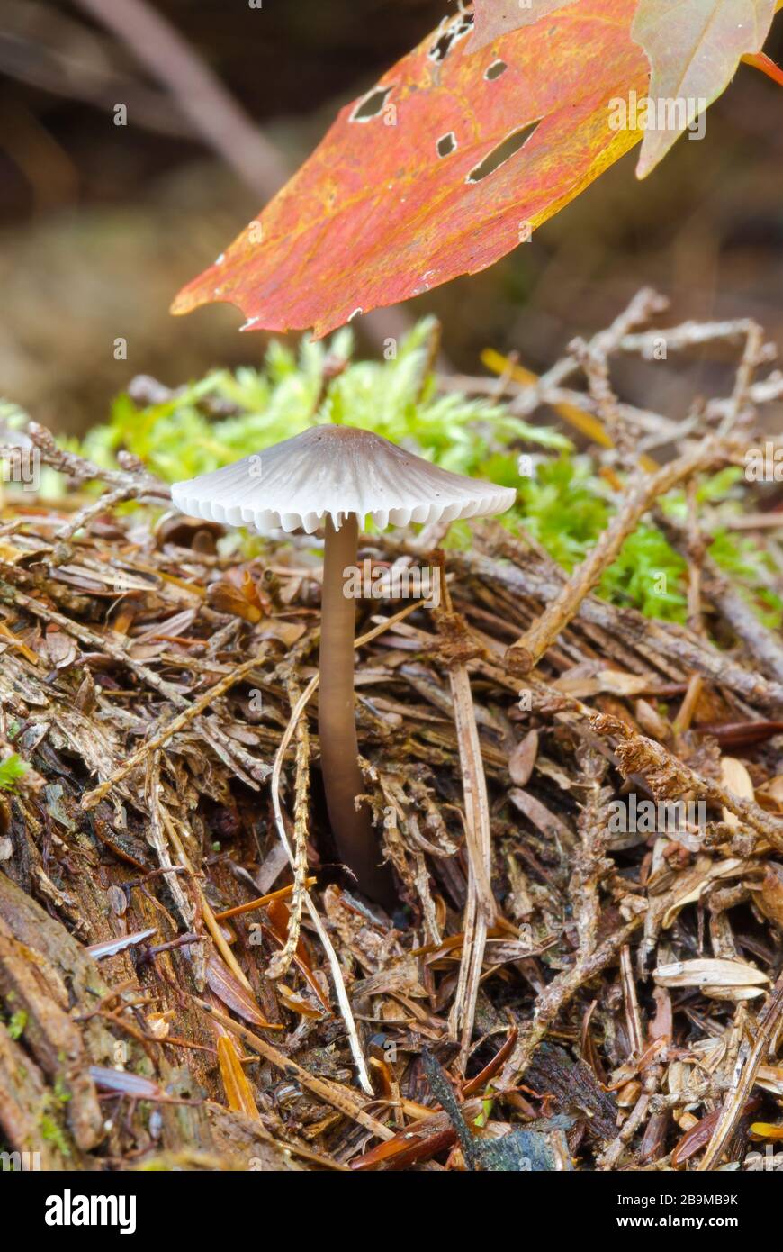 A single Mycena galericulata mushroom growing on well rotted wood in ...