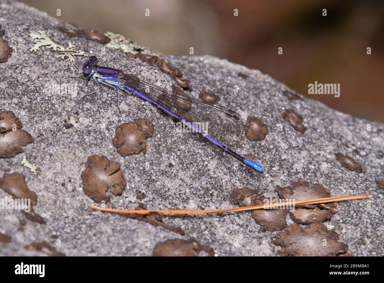 Male variable dancer damselfly hi-res stock photography and images - Alamy