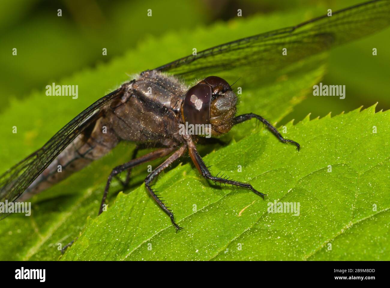 Female chalk fronted corporal hi-res stock photography and images - Alamy