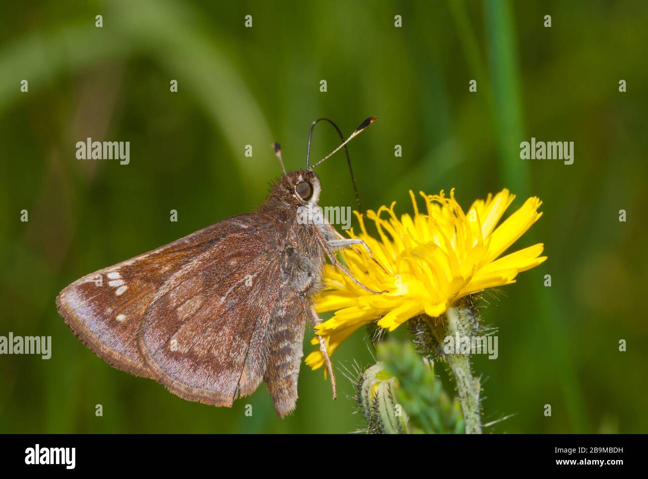A common roadside skipper, Amblyscirtes vialis, feeding from a ...
