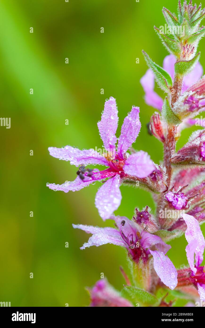 Invasive plant species hi-res stock photography and images - Alamy