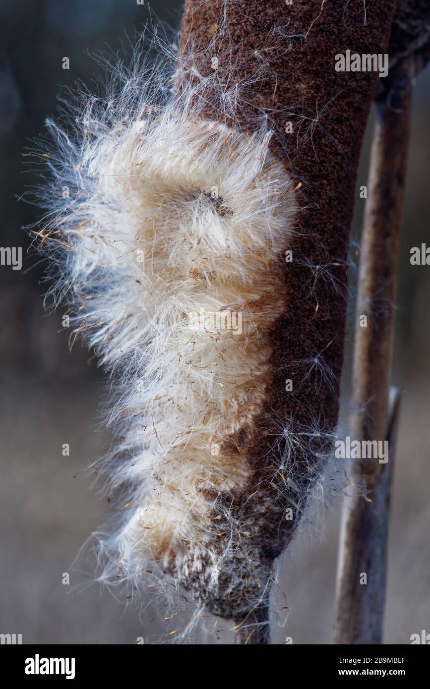Typha latifolia is a genus of about 30 species of monocotyledonous ...