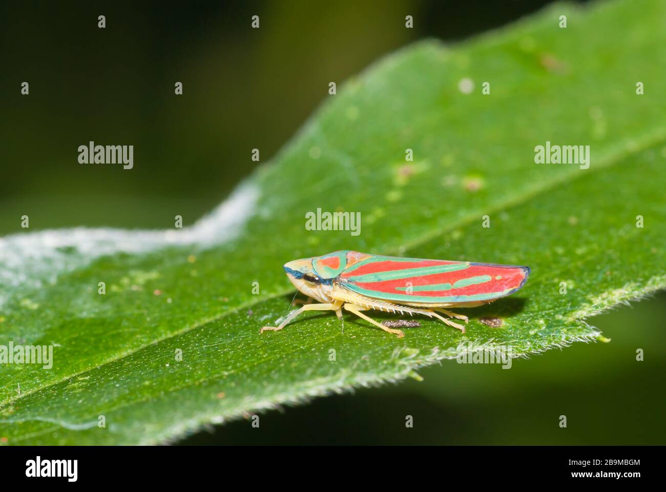 Colorful colourful insect hemiptera hi-res stock photography and images ...