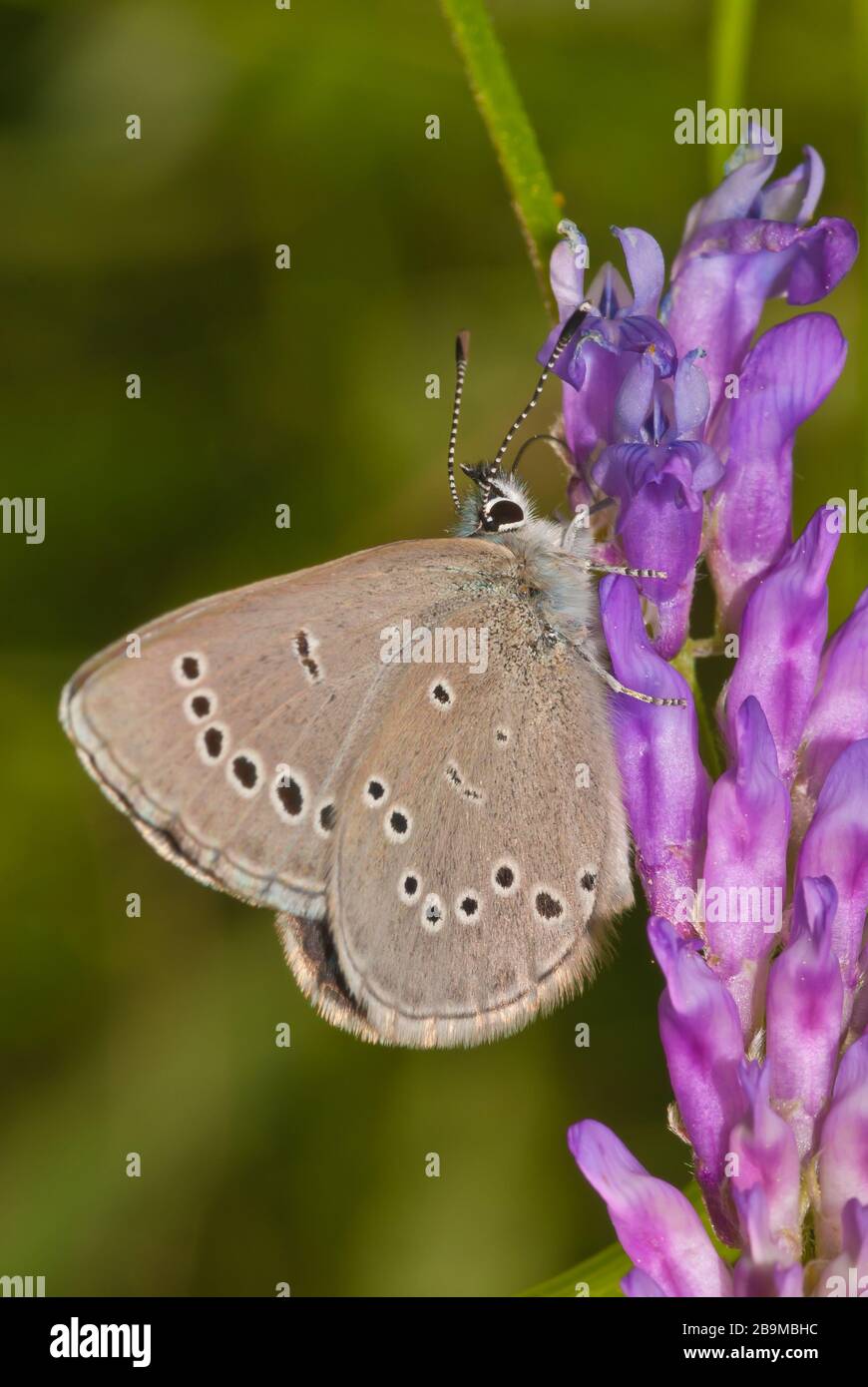 Silvery Blue Butterfly Minnesota Seasons Silvery Blue