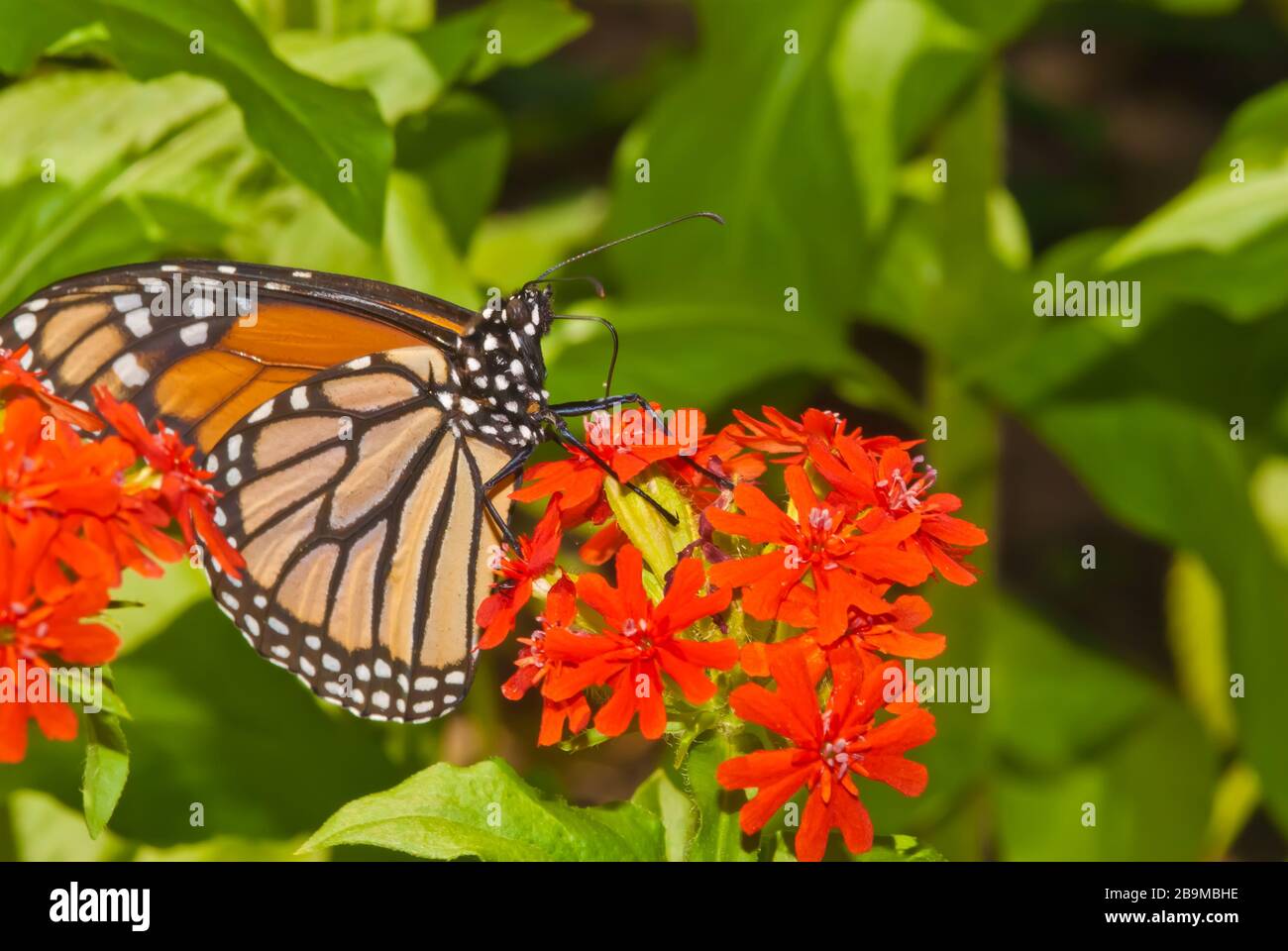 A monarch butterfly, Danaus plexippus, feeding from Maltese cross ...
