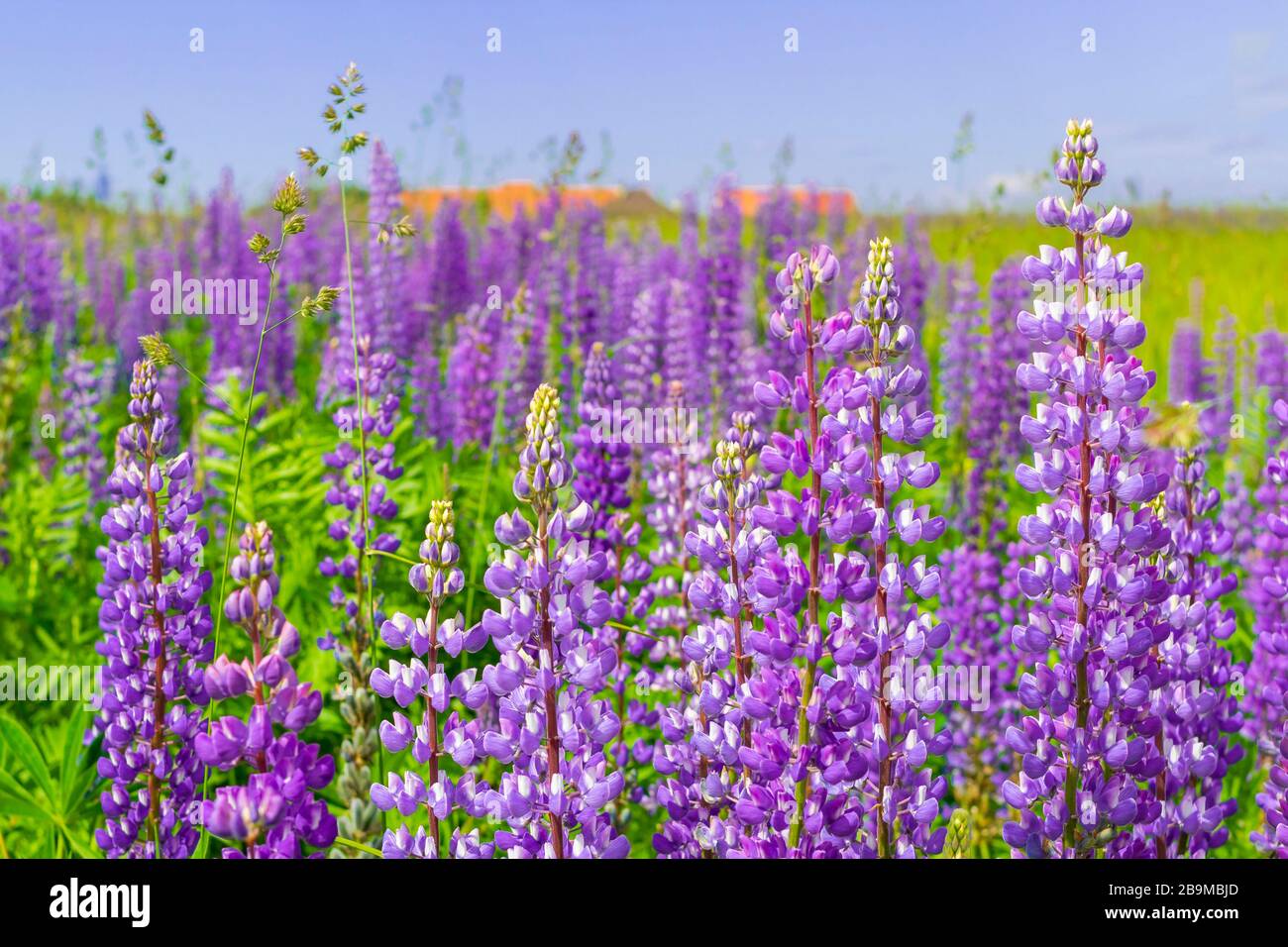 purple lupine flower closeup outdoors.Lupinus, lupin, lupine field with ...