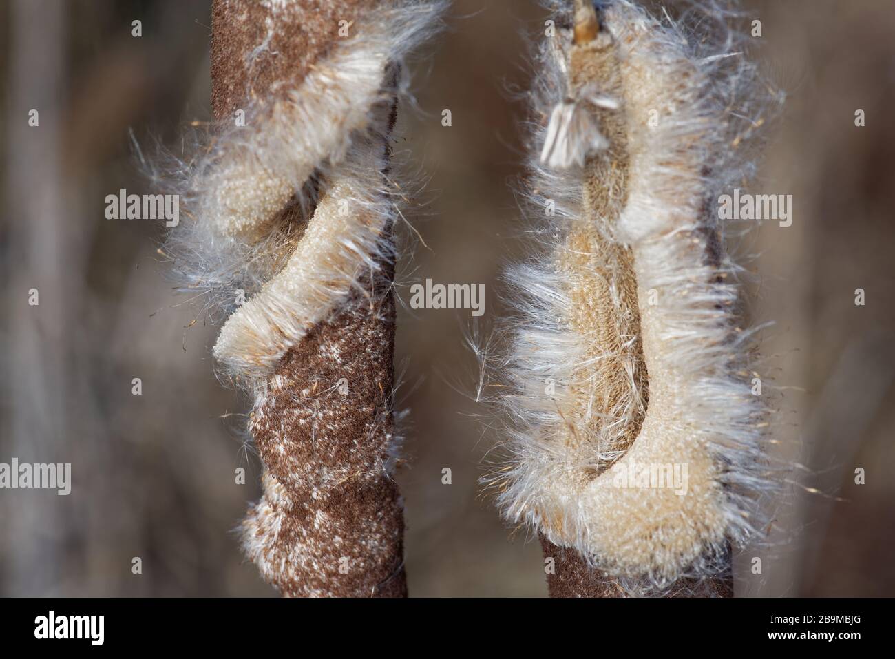 Typha latifolia is a genus of about 30 species of monocotyledonous ...