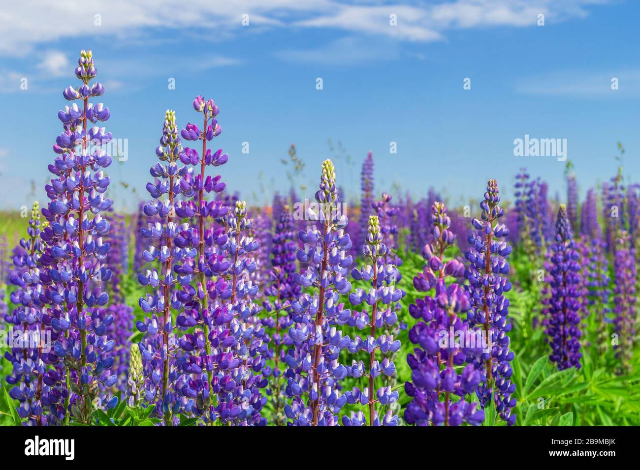 purple lupine flower closeup outdoors.Lupinus, lupin, lupine field with ...