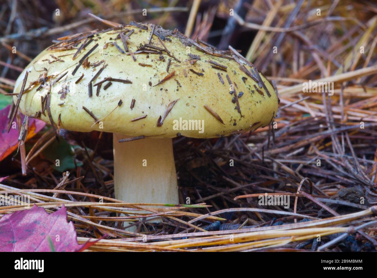 A common yellow russula mushroom, Russula ochroleuca, covered in spruce ...