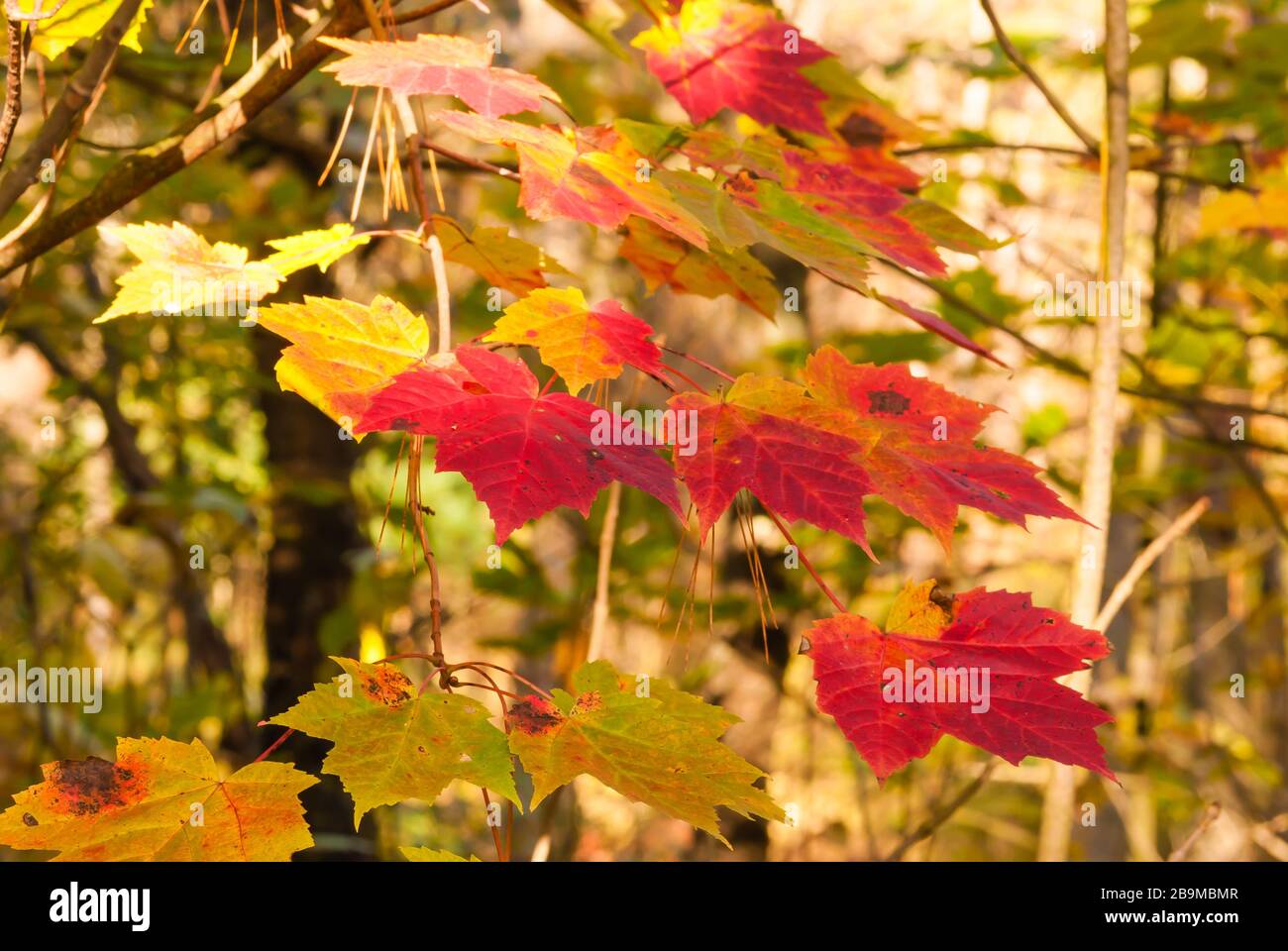 Acer rubrum red canadian maple hi-res stock photography and images - Alamy