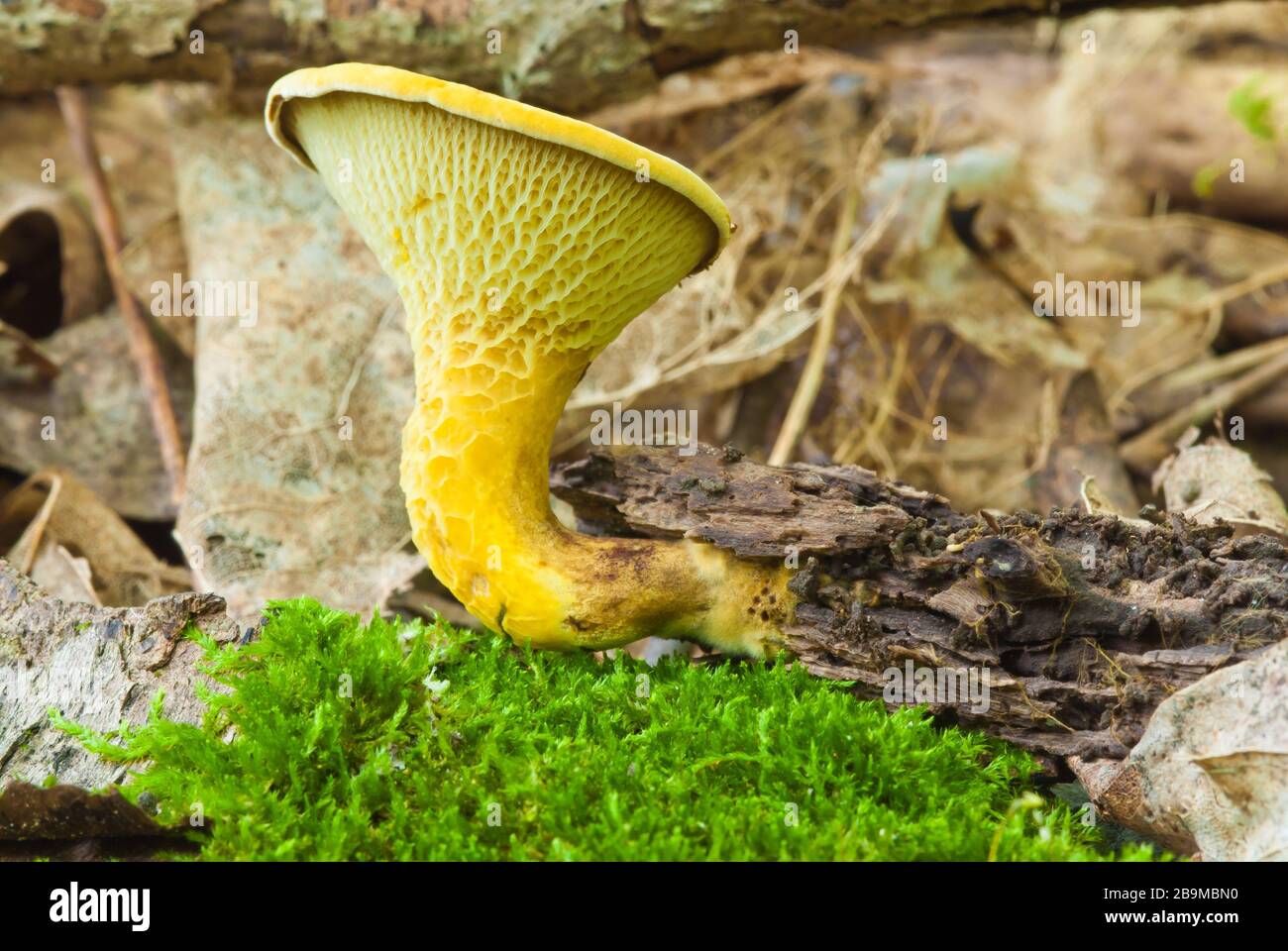 Polyporus mori growing from a decaying stick near moss in eastern ...