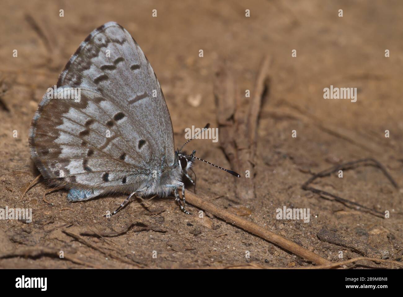 A spring azure butterfly, Celastrina ladon, consuming minerals from the ...
