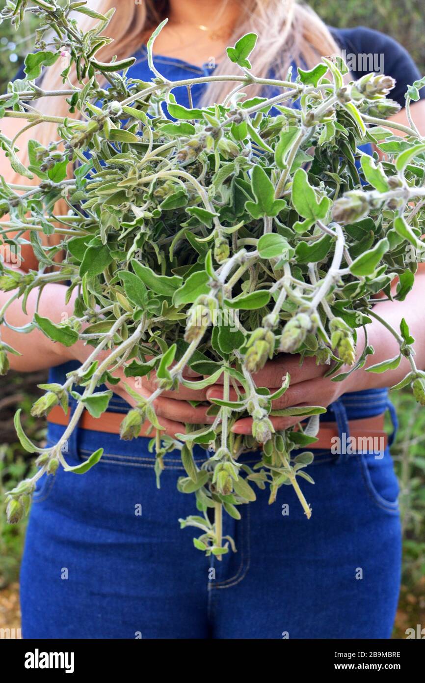 A close up of sage plant harvest in the hands of a female farmer Stock ...