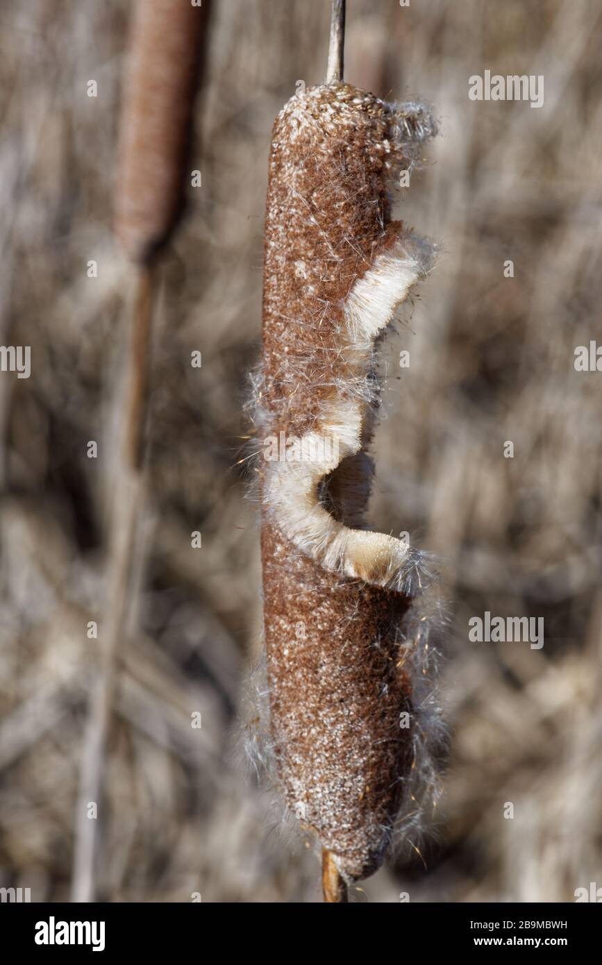 Typha latifolia is a genus of about 30 species of monocotyledonous ...