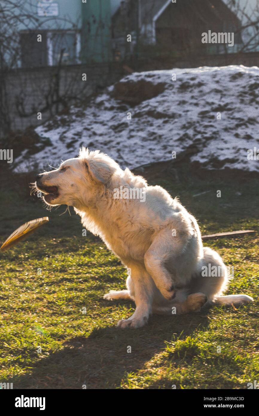 White dog playing catching flying plate Stock Photo - Alamy