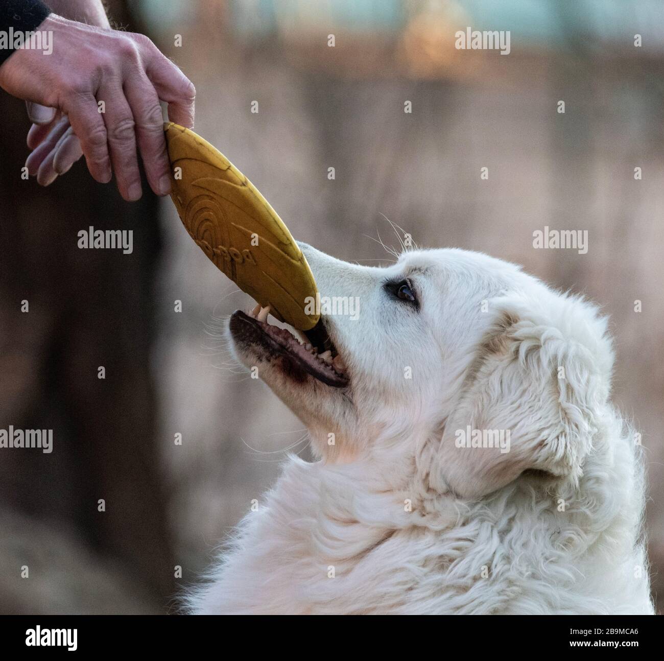 White dog biting plate Stock Photo - Alamy
