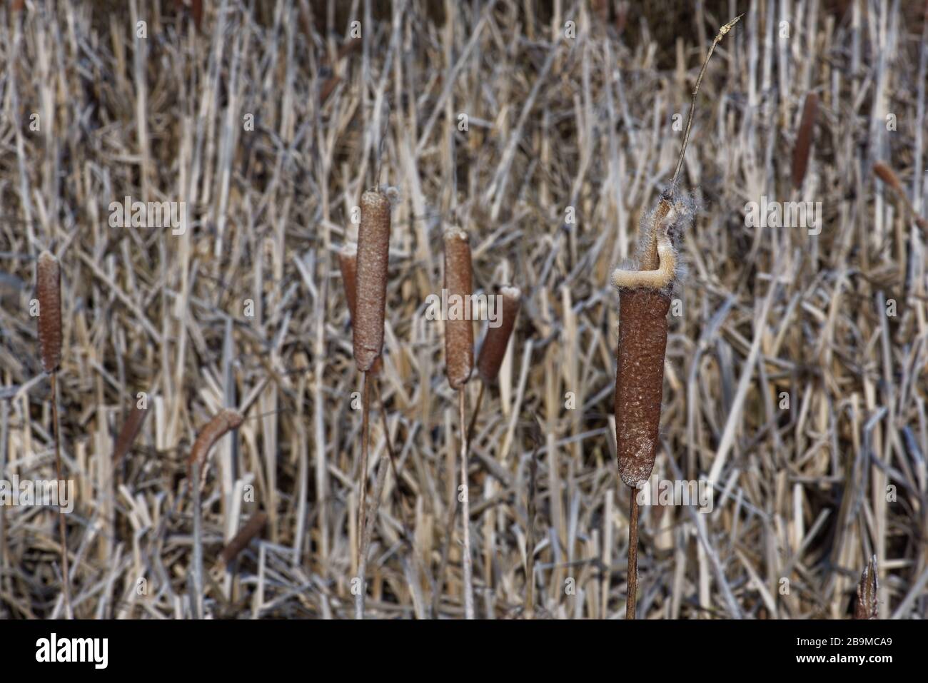 Typha latifolia is a genus of about 30 species of monocotyledonous ...