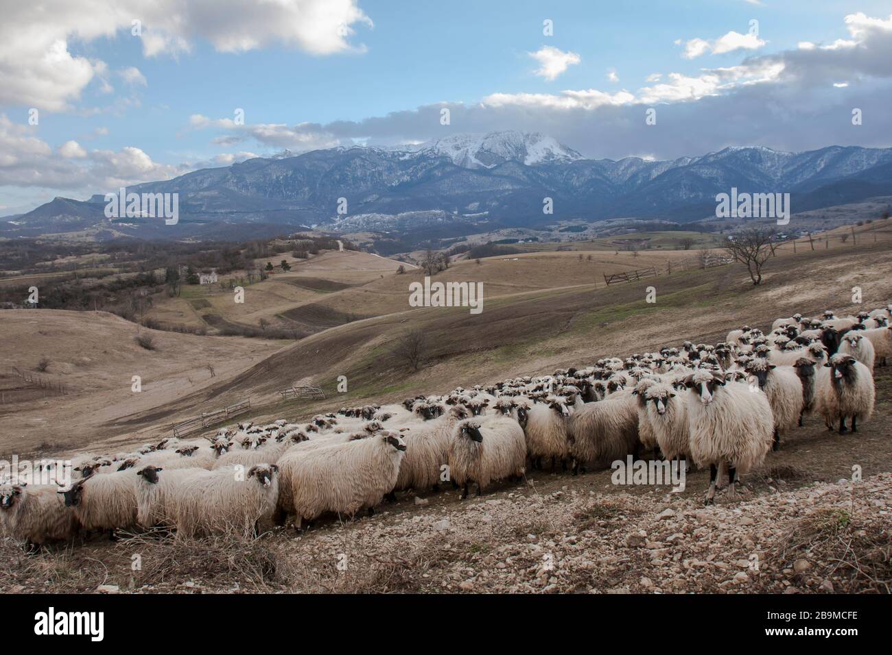 Bosnia sheep hi-res stock photography and images - Alamy