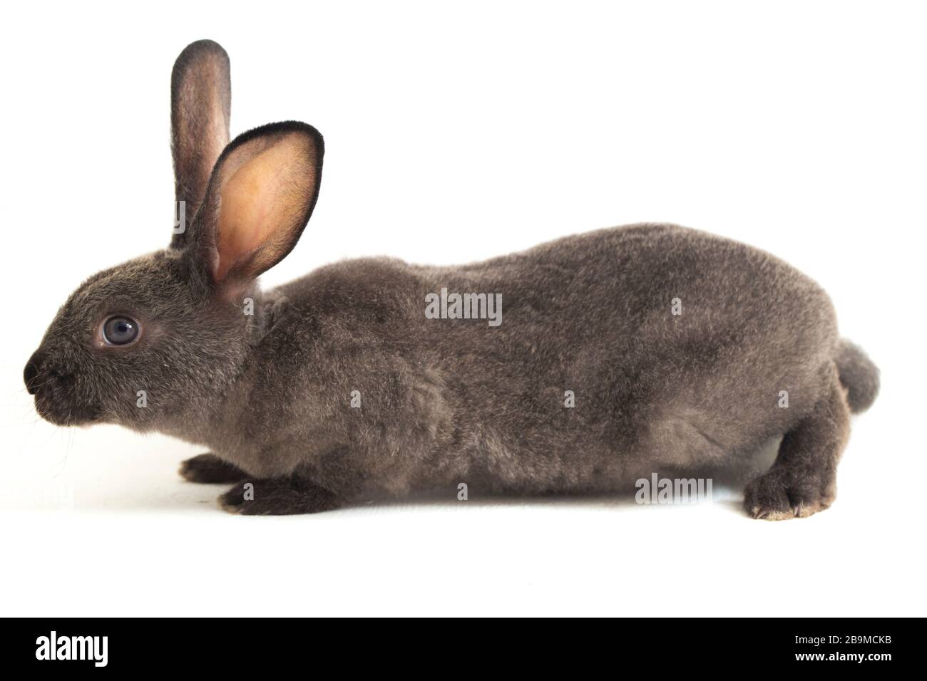 gray rex rabbit isolated on white background Stock Photo - Alamy