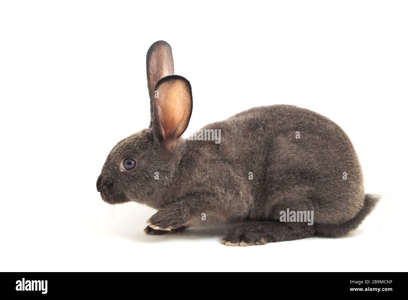 gray rex rabbit isolated on white background Stock Photo - Alamy