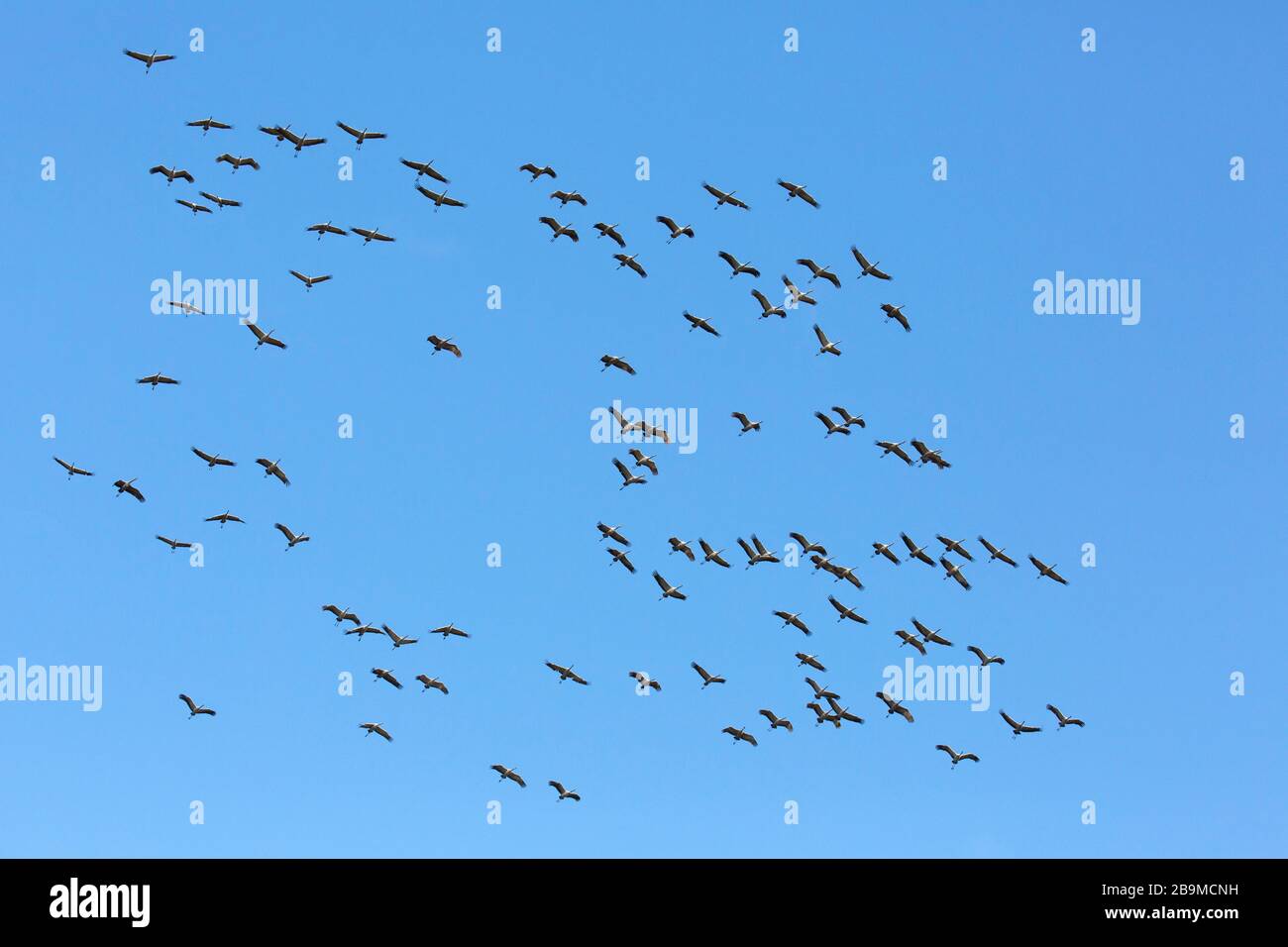 Large migrating flock of common cranes / Eurasian crane (Grus grus ...
