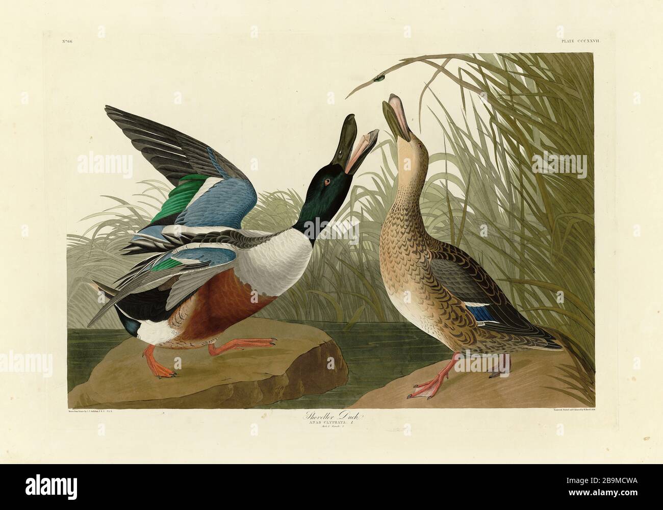 Shoveller duck hi-res stock photography and images - Alamy