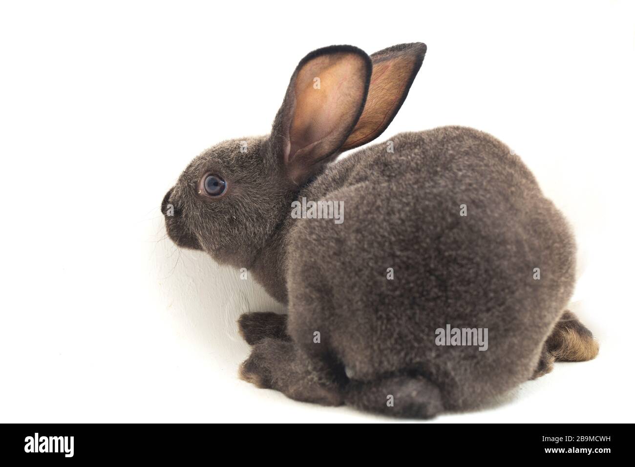 gray rex rabbit isolated on white background Stock Photo - Alamy