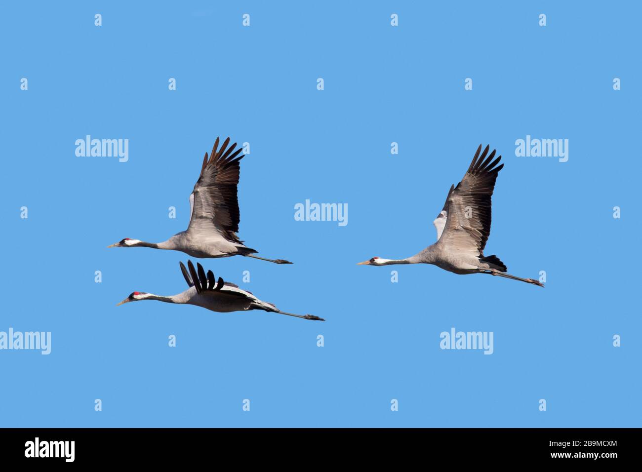 Three Migrating Common Cranes Eurasian Crane Grus Grus Flying