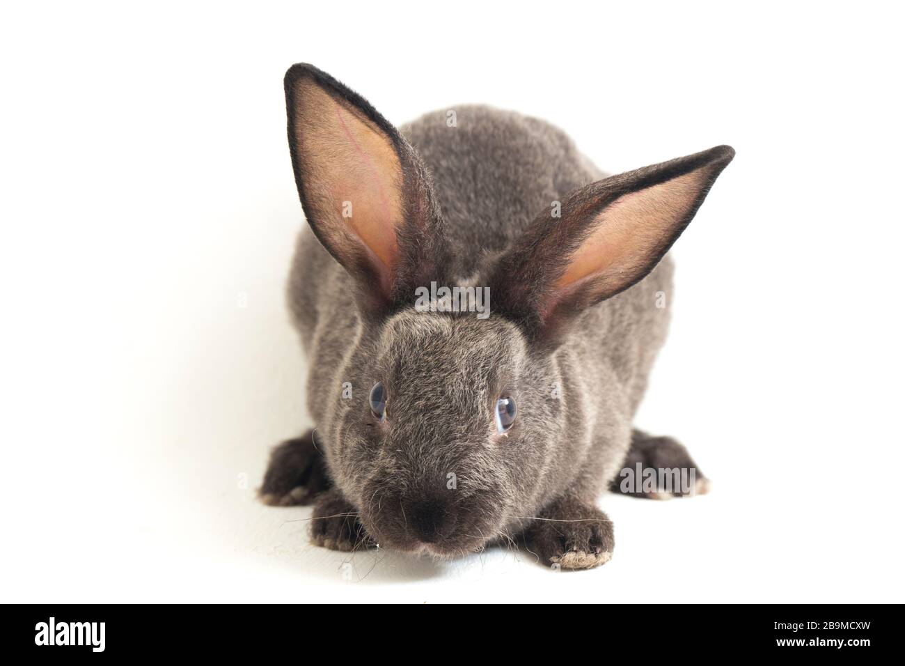 gray rex rabbit isolated on white background Stock Photo - Alamy