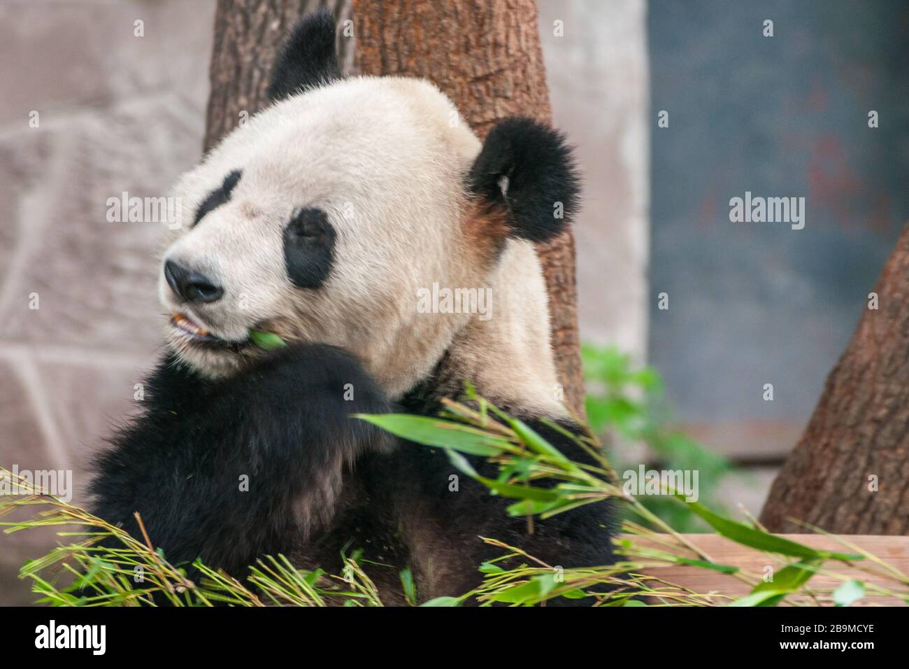 Panda bear behind hi-res stock photography and images - Alamy