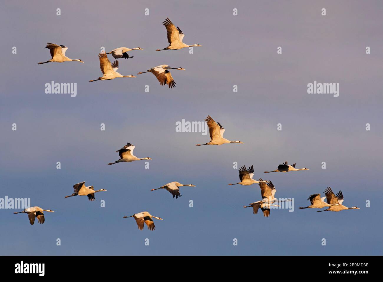 Migrating flock of common cranes / Eurasian crane (Grus grus) flying ...