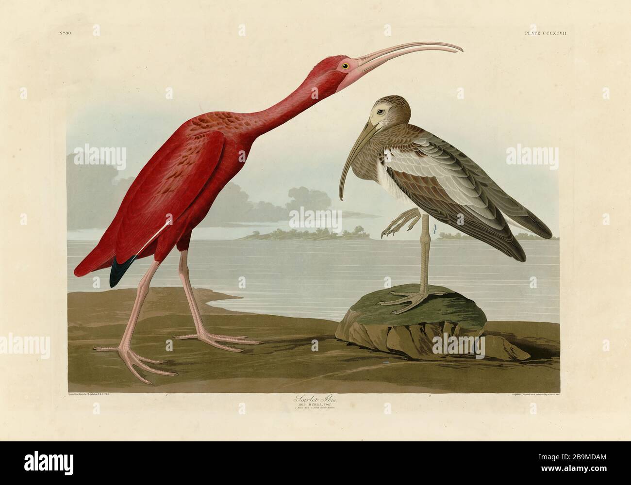 Plate 397 Scarlet Ibis from The Birds of America folio (1827–1839) by ...