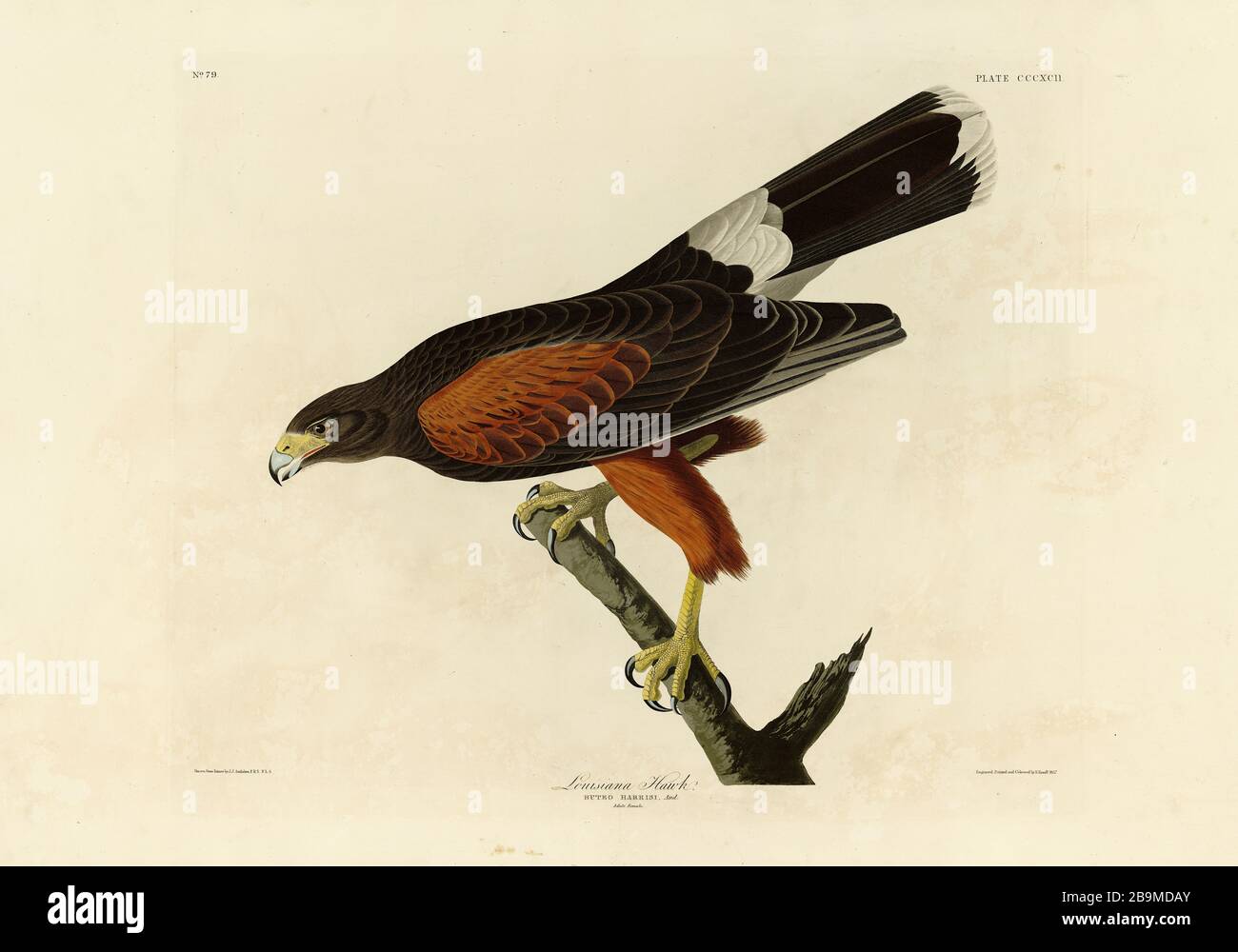 Plate 392 Louisiana Hawk (Harris's Hawk) The Birds of America folio ...