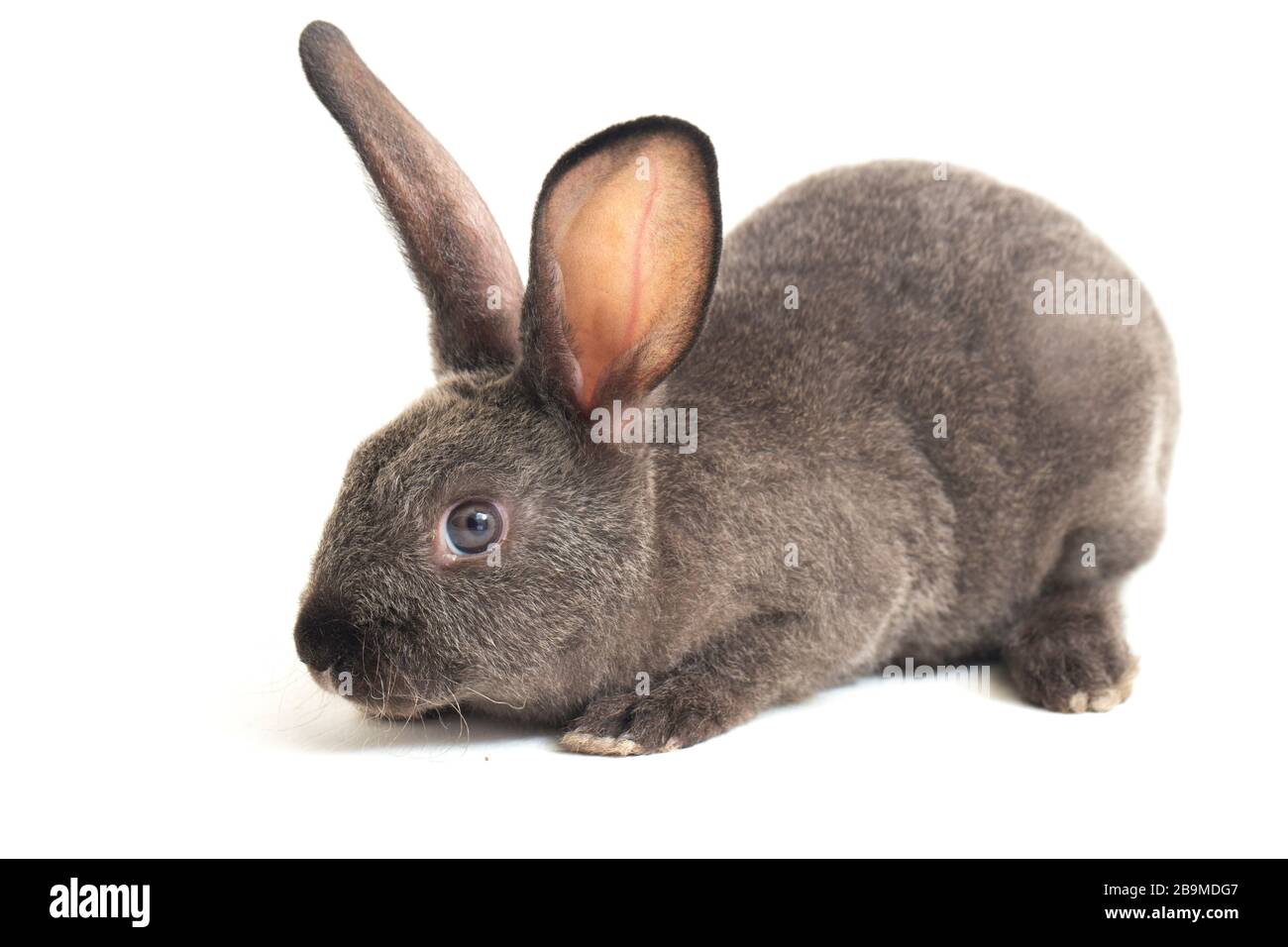 gray rex rabbit isolated on white background Stock Photo - Alamy